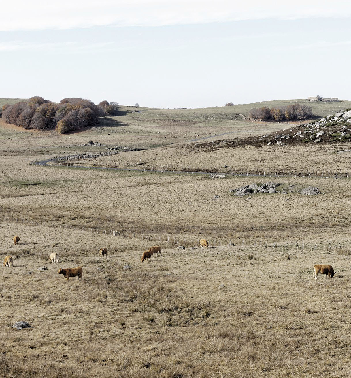 Aubrac, l'échappée sauvage - Clara Le Fort
