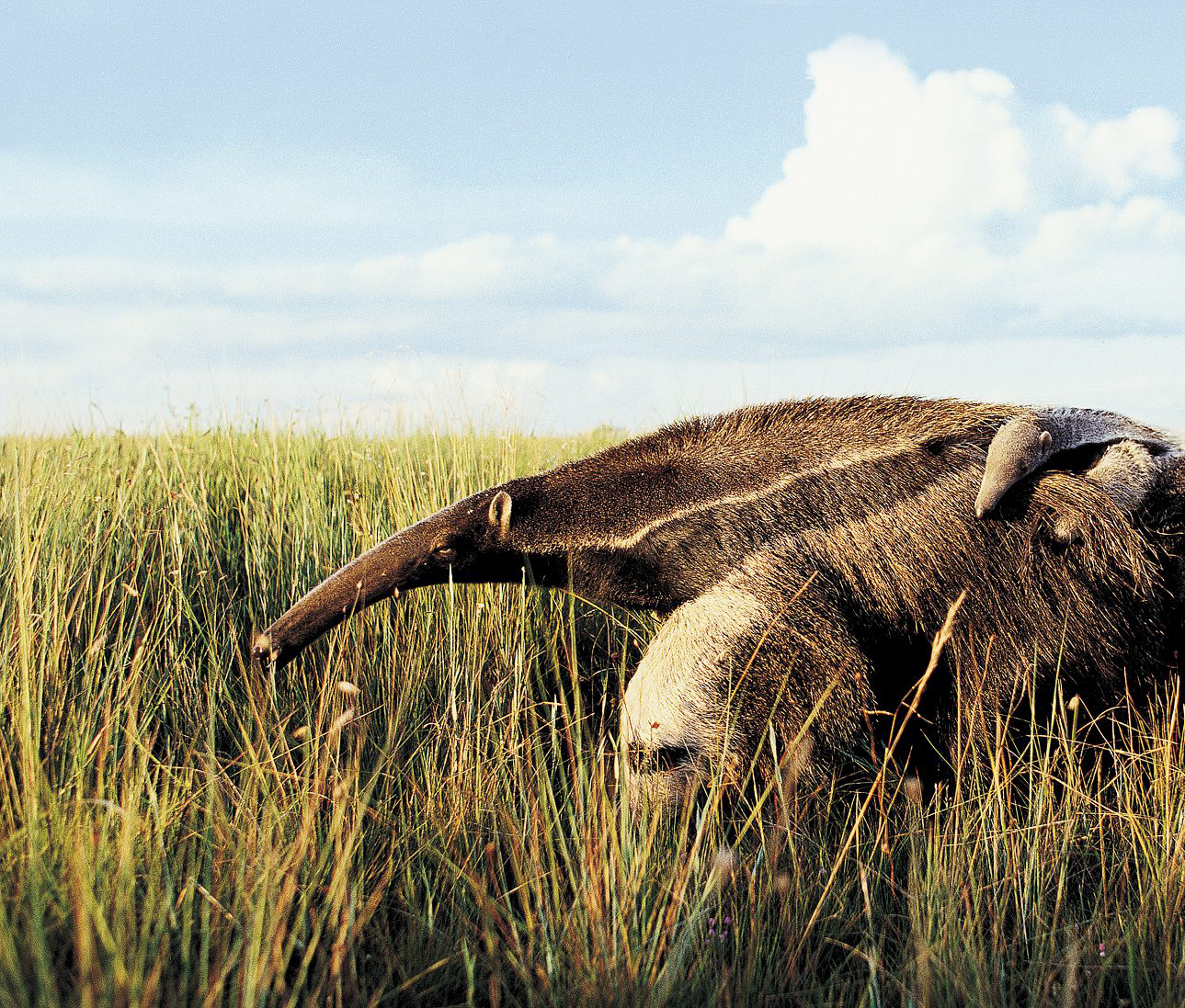 Revoir le monde sauvage - Clara Le Fort