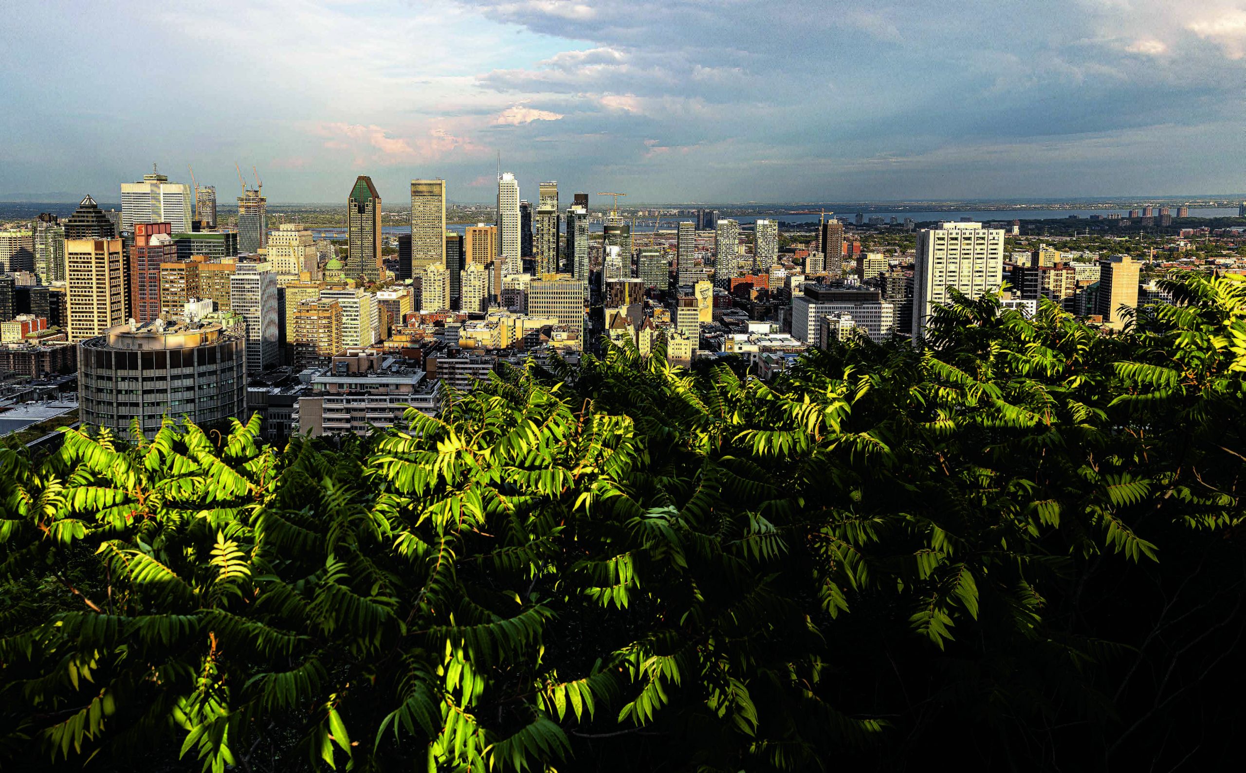 Montréal se met au vert - Clara Le Fort