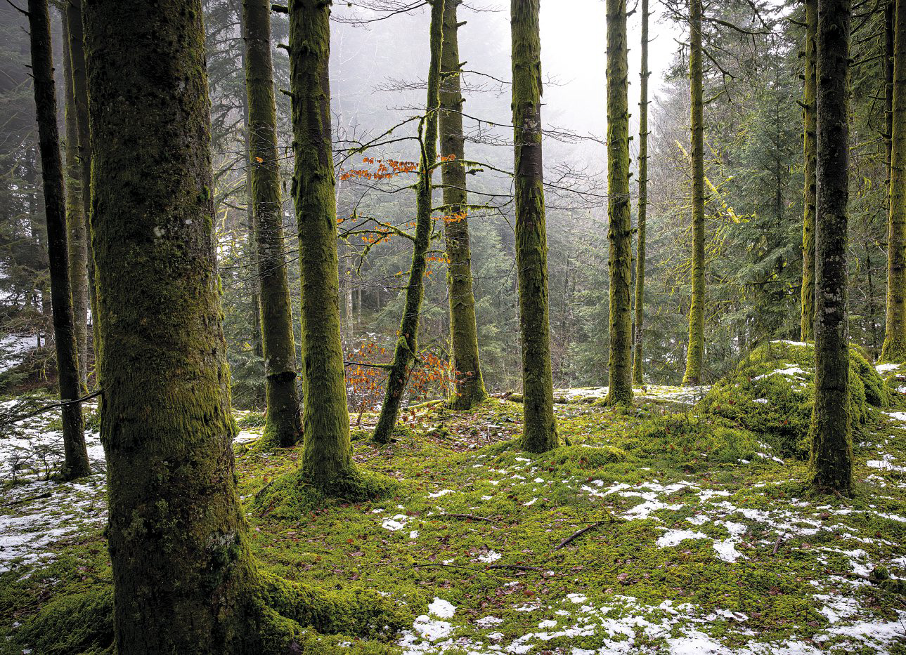 Jura, l'appel de la forêt - Clara Le Fort